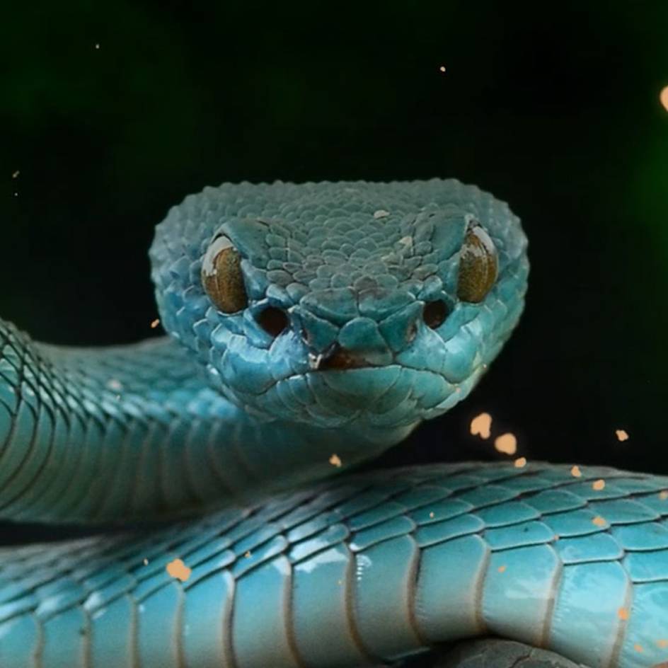 Иконка канала Vital