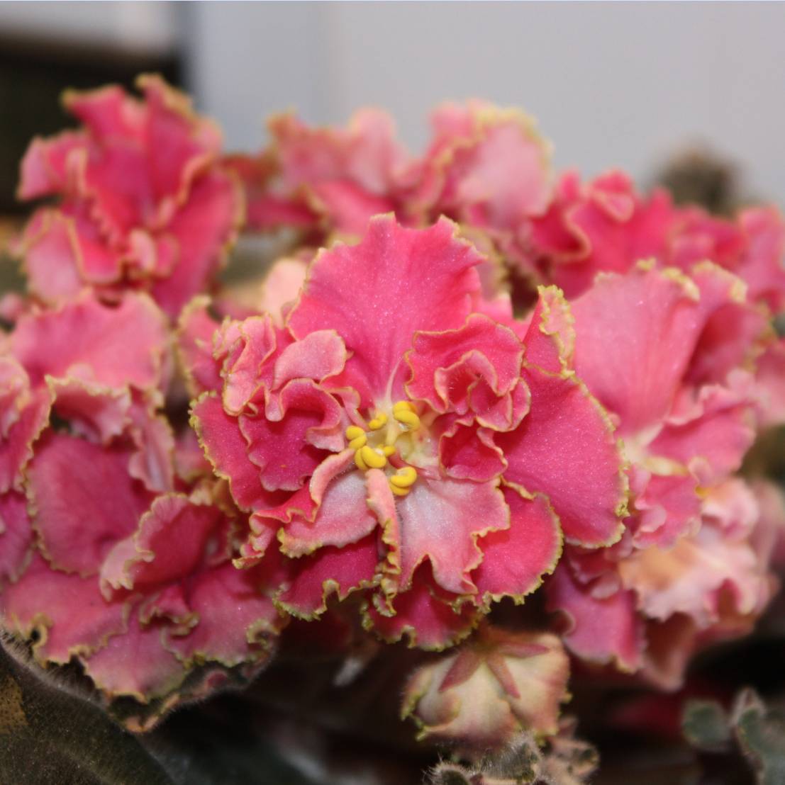 Иконка канала В гостях у Lucy Jul 💖🙏Сортовые фиалки (Сенполии)