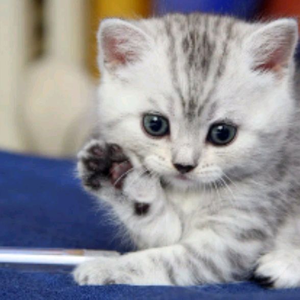 Иконка канала 서피아