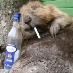 Иконка канала Дикий Гусь