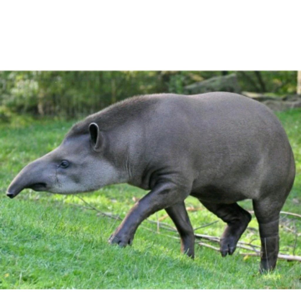 Иконка канала Котик Оля