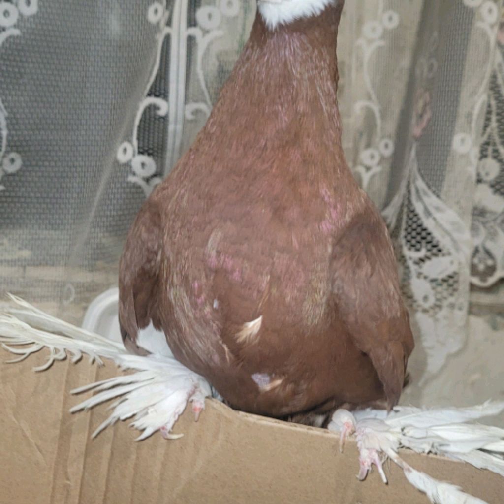 Иконка канала Голуби