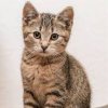 Иконка канала Костяныч