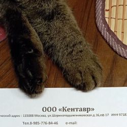 Иконка канала STRELKI.org