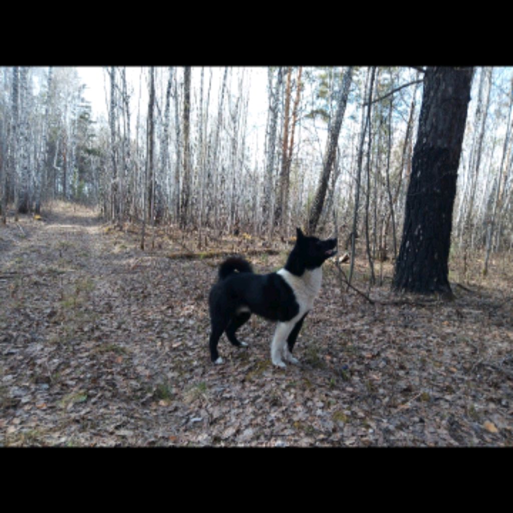 Иконка канала Михаил Куликов. Охота с Лайкой на куницу!