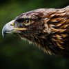 Иконка канала ~Moun_eagle~