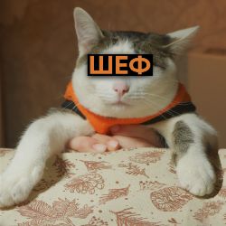 Иконка канала Тирамисяо