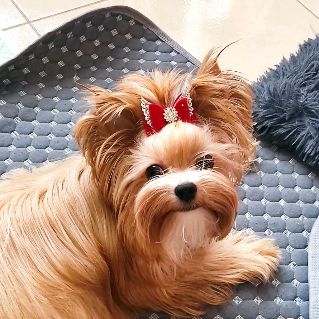 Иконка канала РУССКАЯ САЛОННАЯ СОБАЧКА