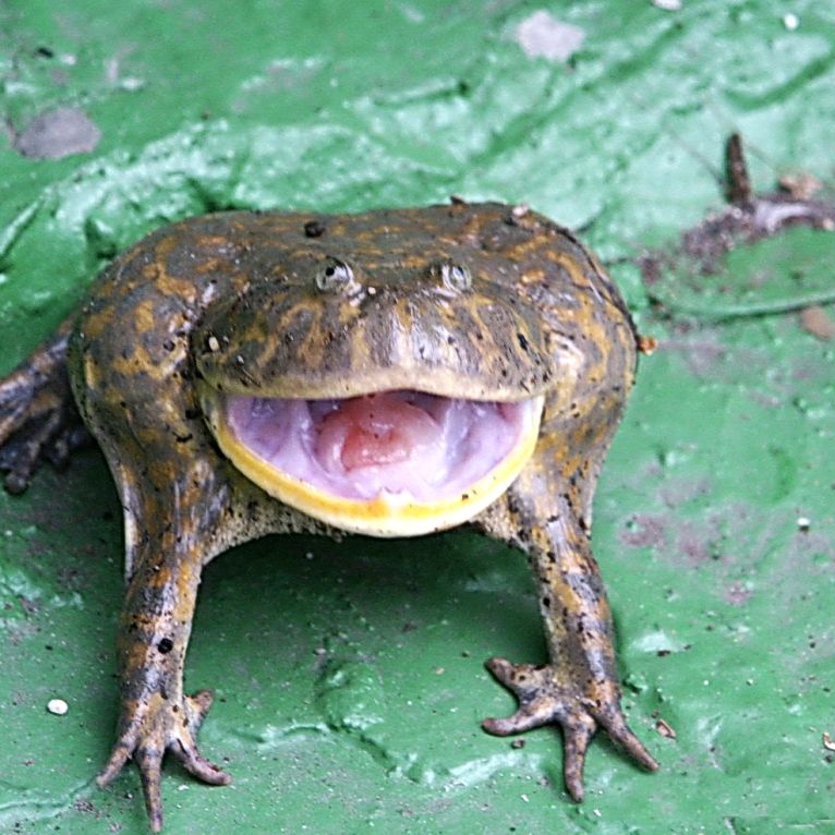 Иконка канала Злая щитоспинка