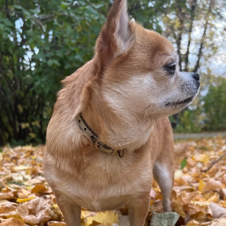 Иконка канала yarbydog