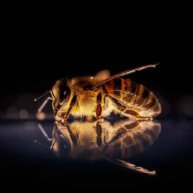 Иконка канала Пасека Pavelbee