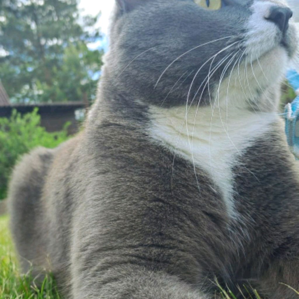 Иконка канала Шемля