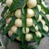 Иконка канала Машевский сад
