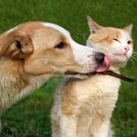 Иконка канала Сибирский котопёс