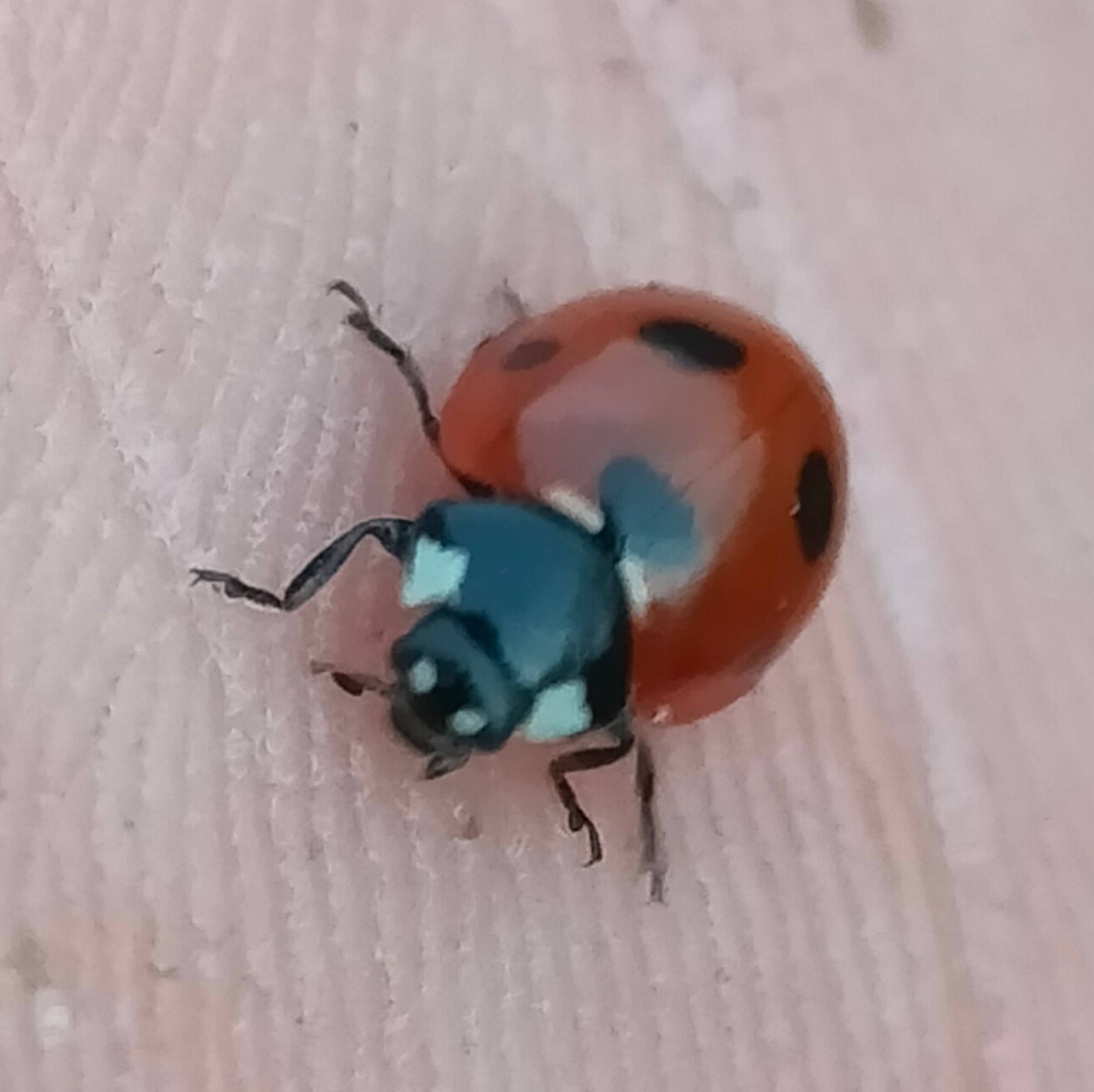 Иконка канала MemoriaLTver