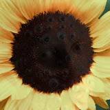 Иконка канала GOLD_IN