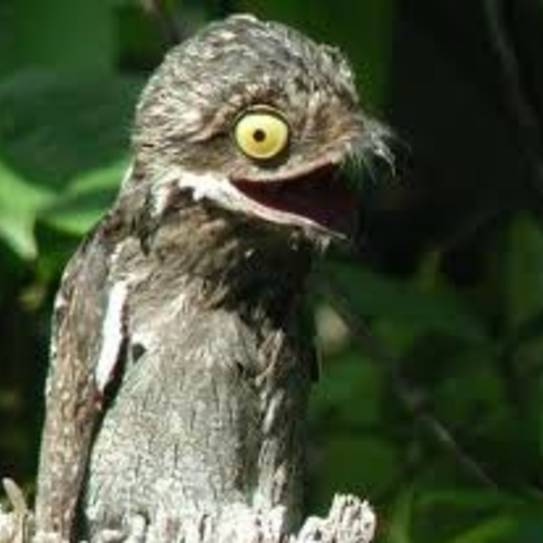 Иконка канала Diktos-33