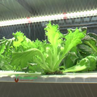 Иконка канала Greenfeya.ru