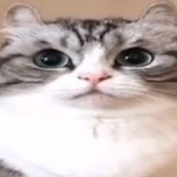 Иконка канала kotik228