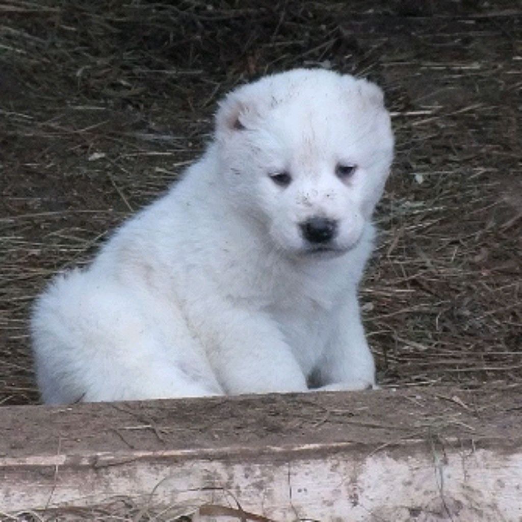 Иконка канала ЧАРА АЛАБАЙ