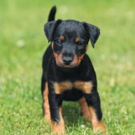 Иконка канала Дрессировка собак ЛиРОС