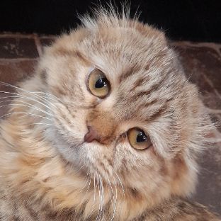 Иконка канала alisafox5