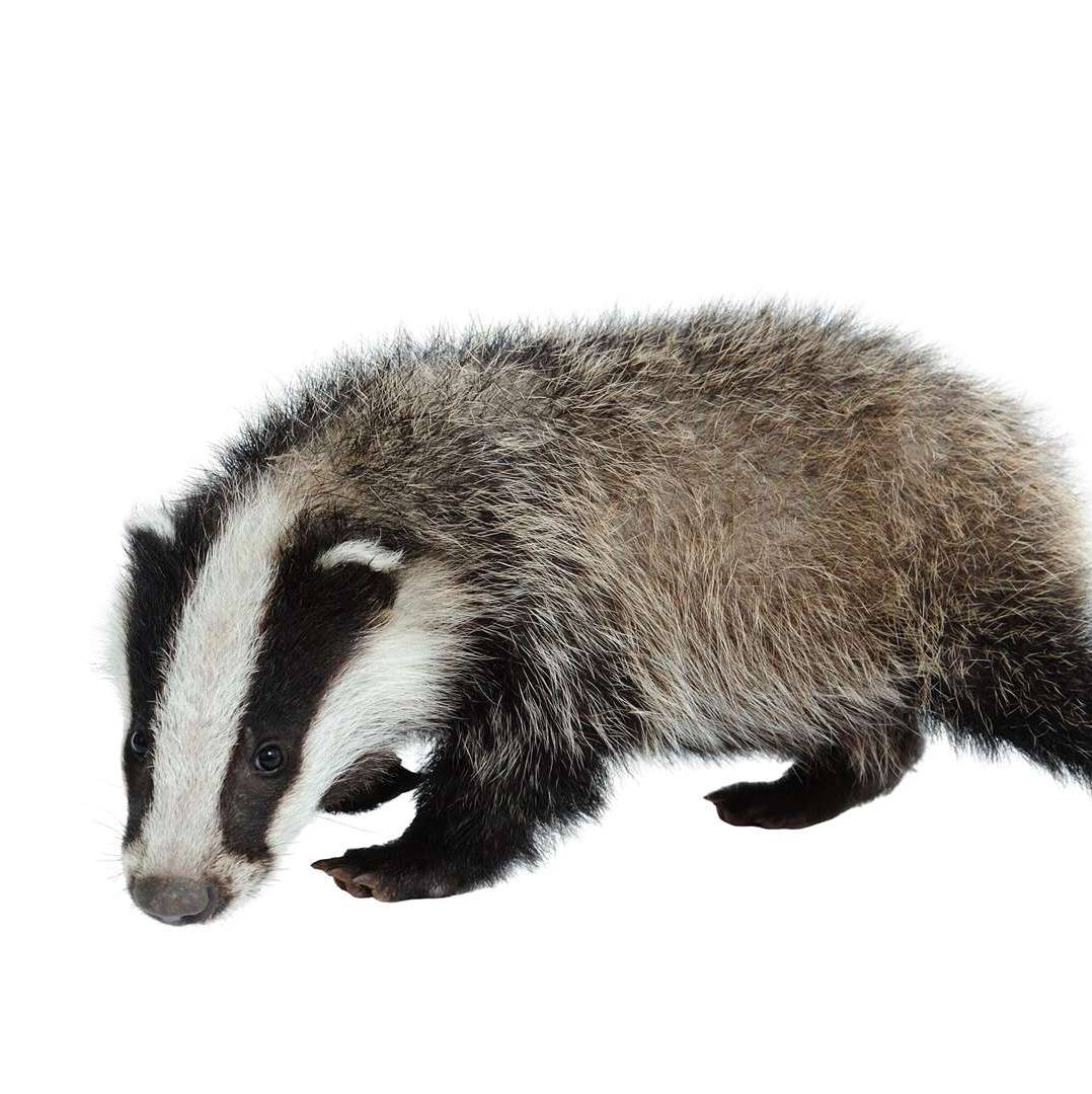 Иконка канала Dikiyy_barsuk