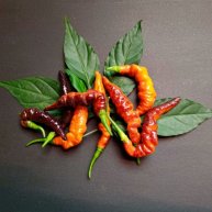 Иконка канала Интересные растения и семена