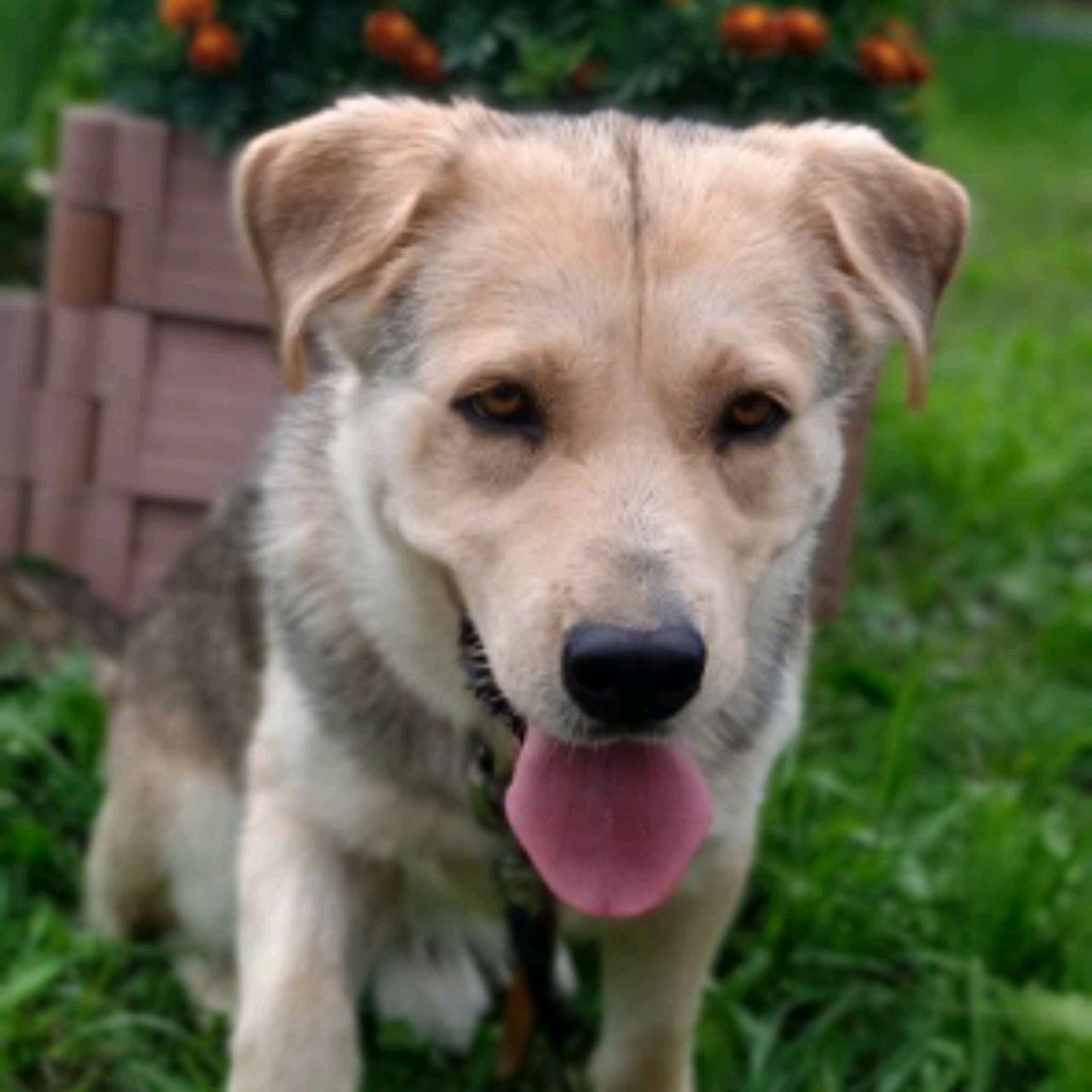 Иконка канала Дворняжка Ричард