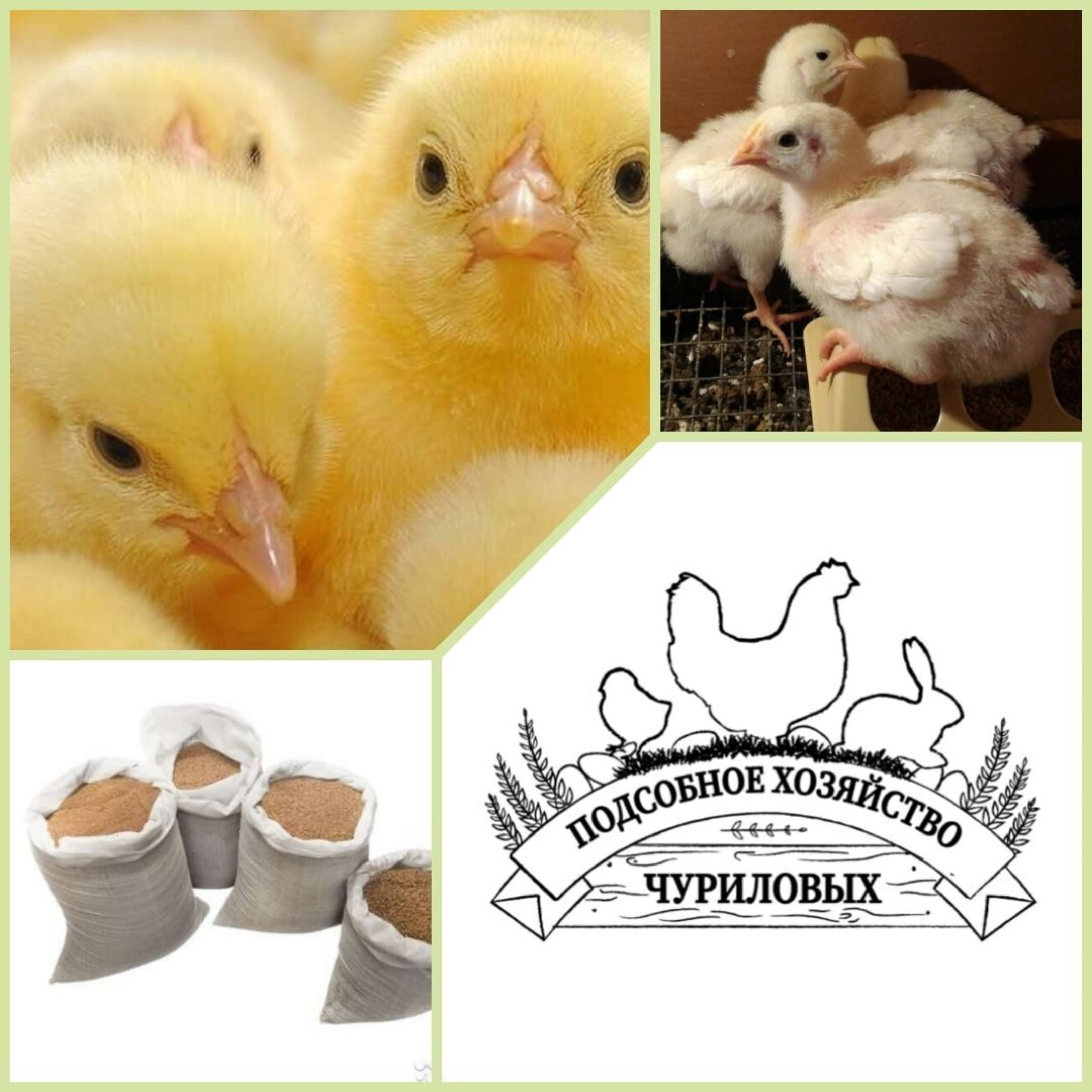 Иконка канала ЛПХ ЧУРИЛОВЫХ Все От ИНКУБАЦИОННОГО ЯЙЦА ДО...