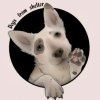 Иконка канала Dogsfromshelter