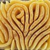 Иконка канала Apis melifera на пасеке Григория