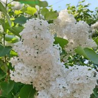 Иконка канала ФЛОРА уДАЧИ.