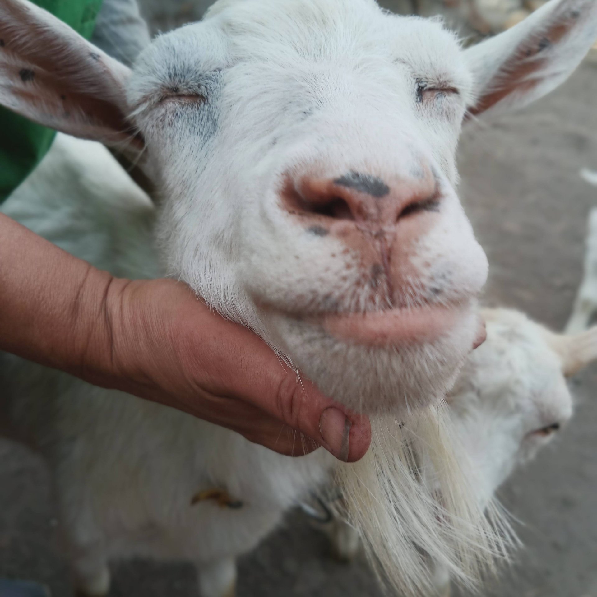 Иконка канала Козье вымечко