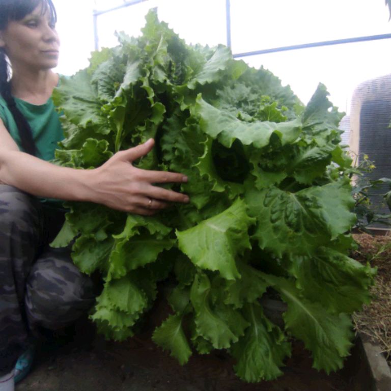 Иконка канала ELENA PROtas Сад