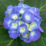 Иконка канала ГОРТЕНЗИИ- ЛЮБИМЫЕ ЦВЕТЫ