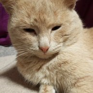 Иконка канала Кот рыжик ТВ