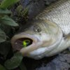Иконка канала Перекат Fishing
