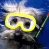 Иконка канала Swimdog channel