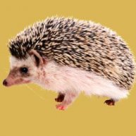 Иконка канала Все о животных