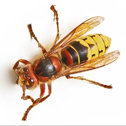 Иконка канала Странствующий шершень — Wandering Hornet