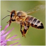 Иконка канала Пчеловодство на даче