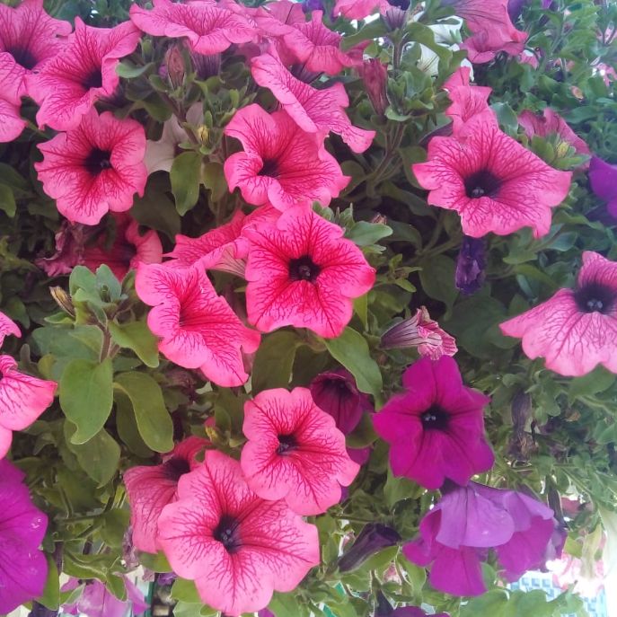 Иконка канала Цветы для радости души