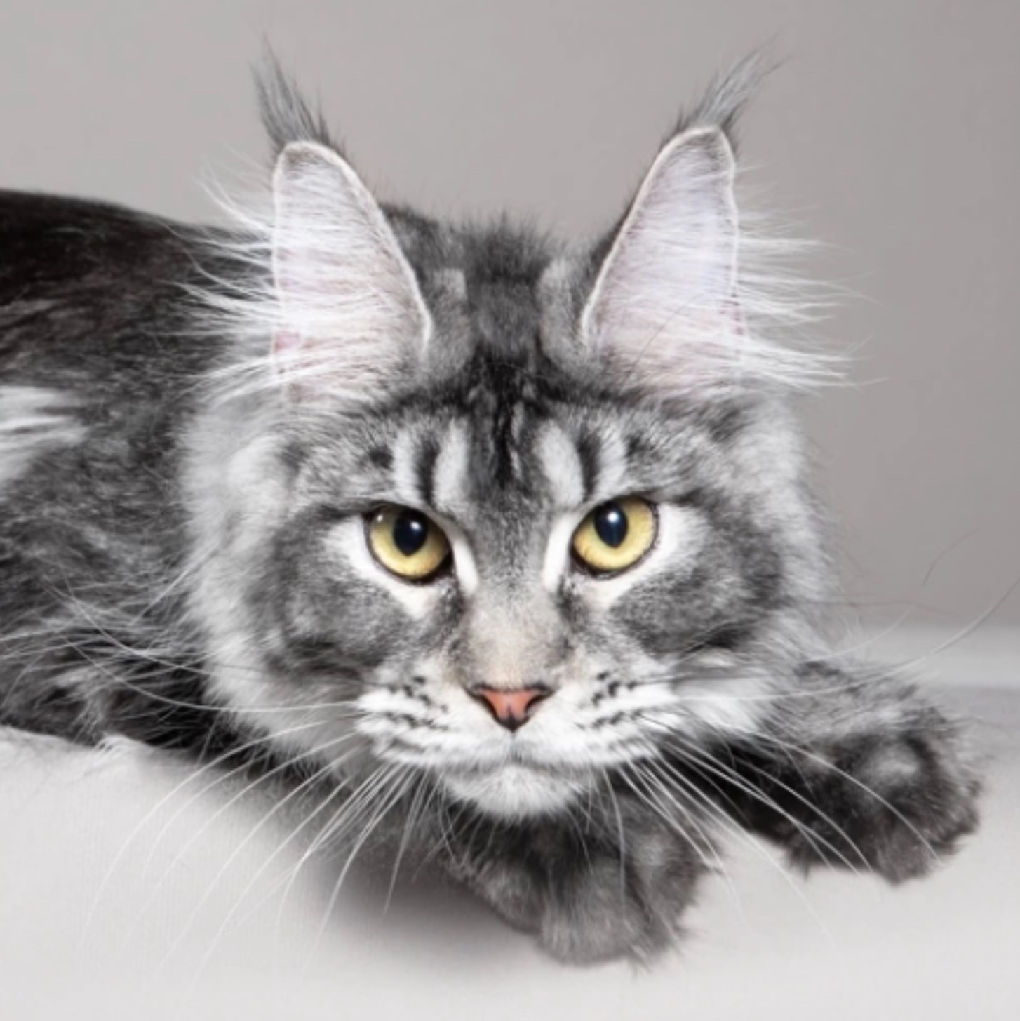 Иконка канала Питомник мейн кун Снежинск