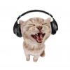 Иконка канала meowly