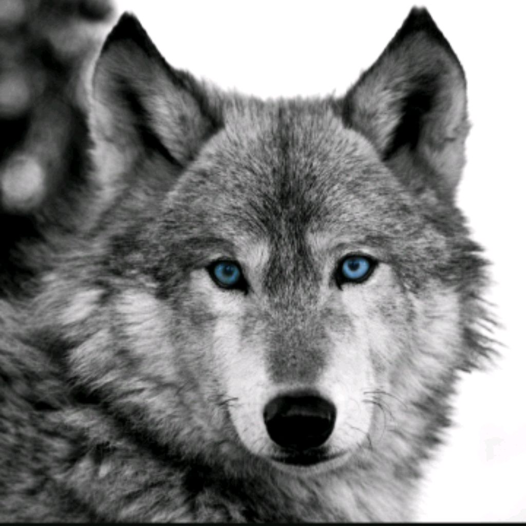 Иконка канала Двуликий волк