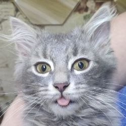 Иконка канала BugrovkaLive