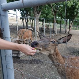 Иконка канала Deer Farm Оленья ферма Ставрополья