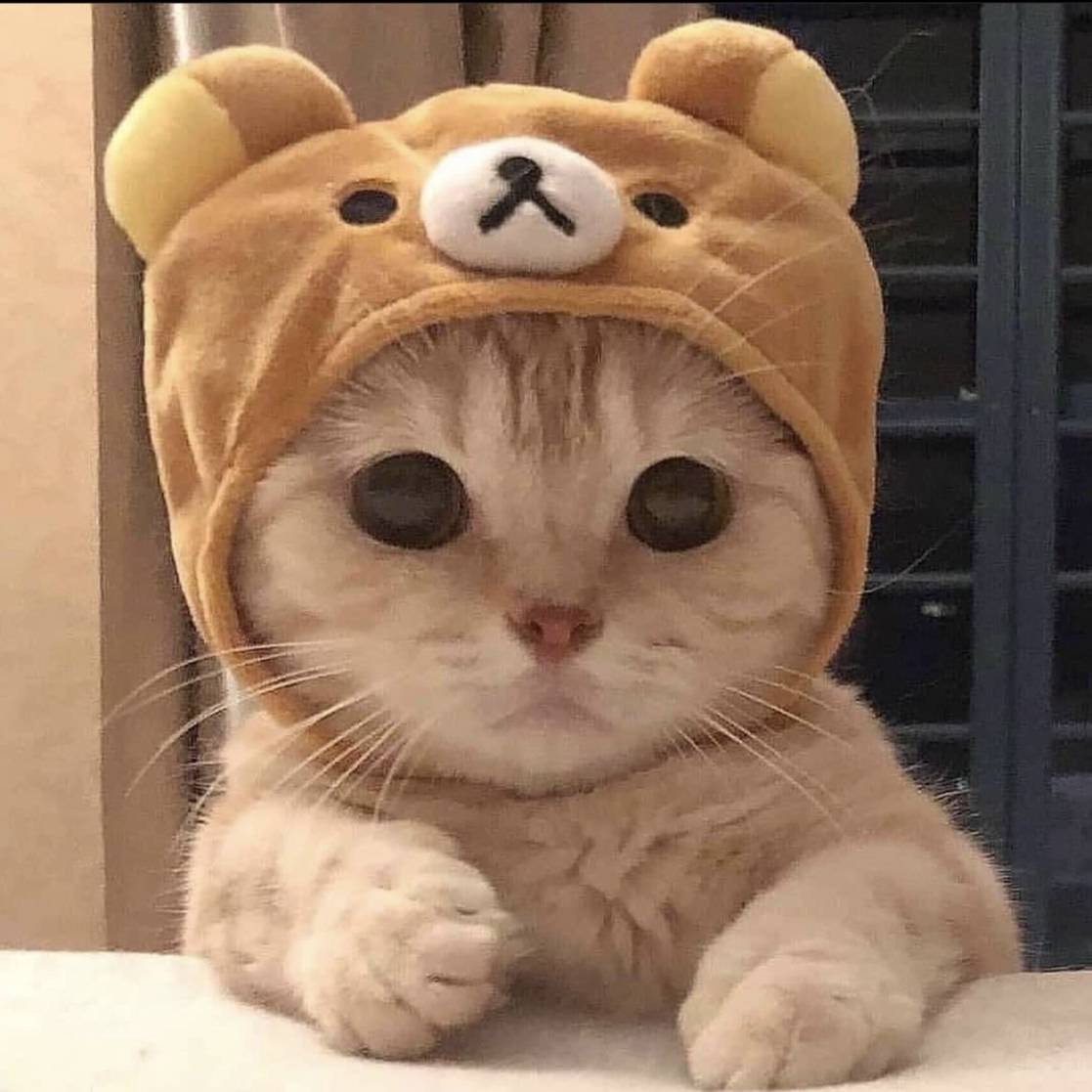 Иконка канала привет котик