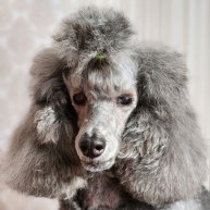 Иконка канала VVB